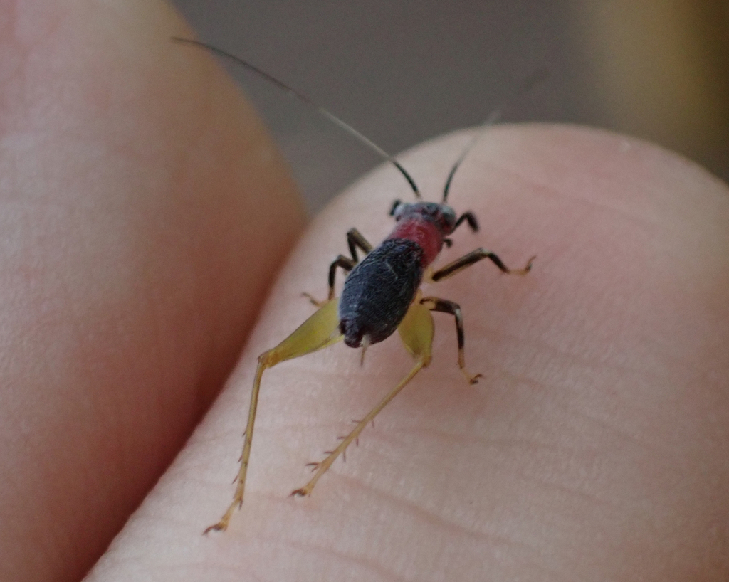 Red-headed Bush Cricket from Seminole County, FL, USA on June 21, 2022 ...