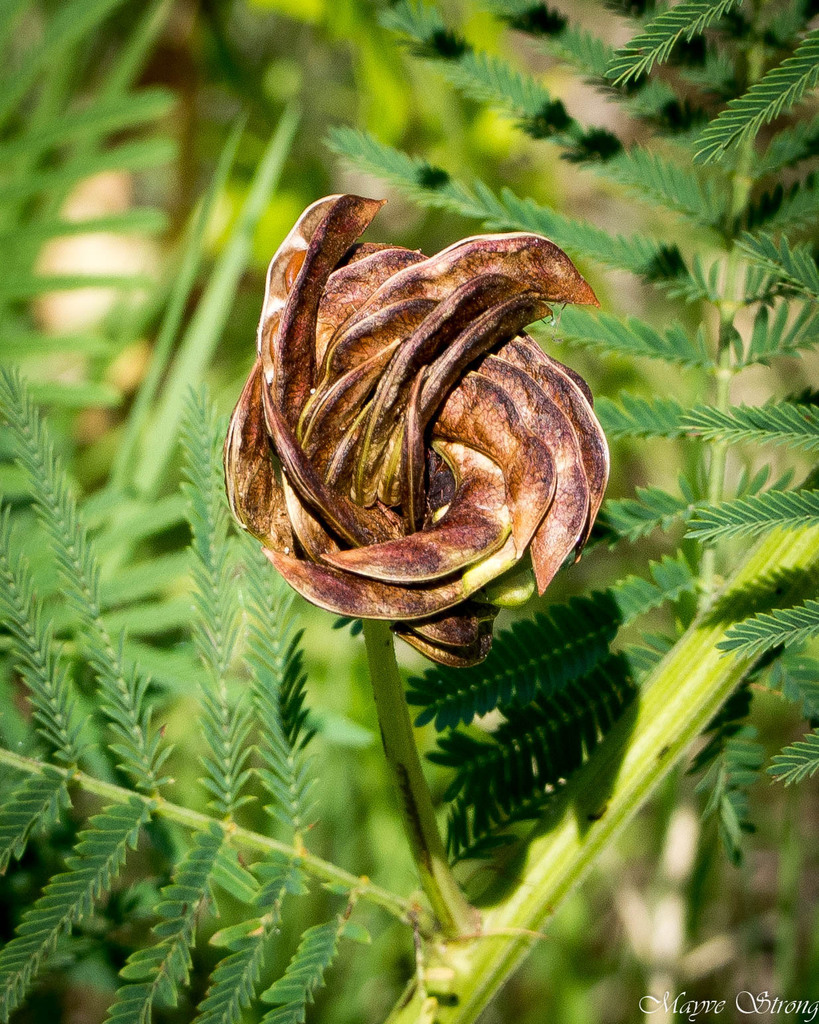 Illinois bundleflower from Lewisville, TX, USA on June 21, 2022 at 11: ...
