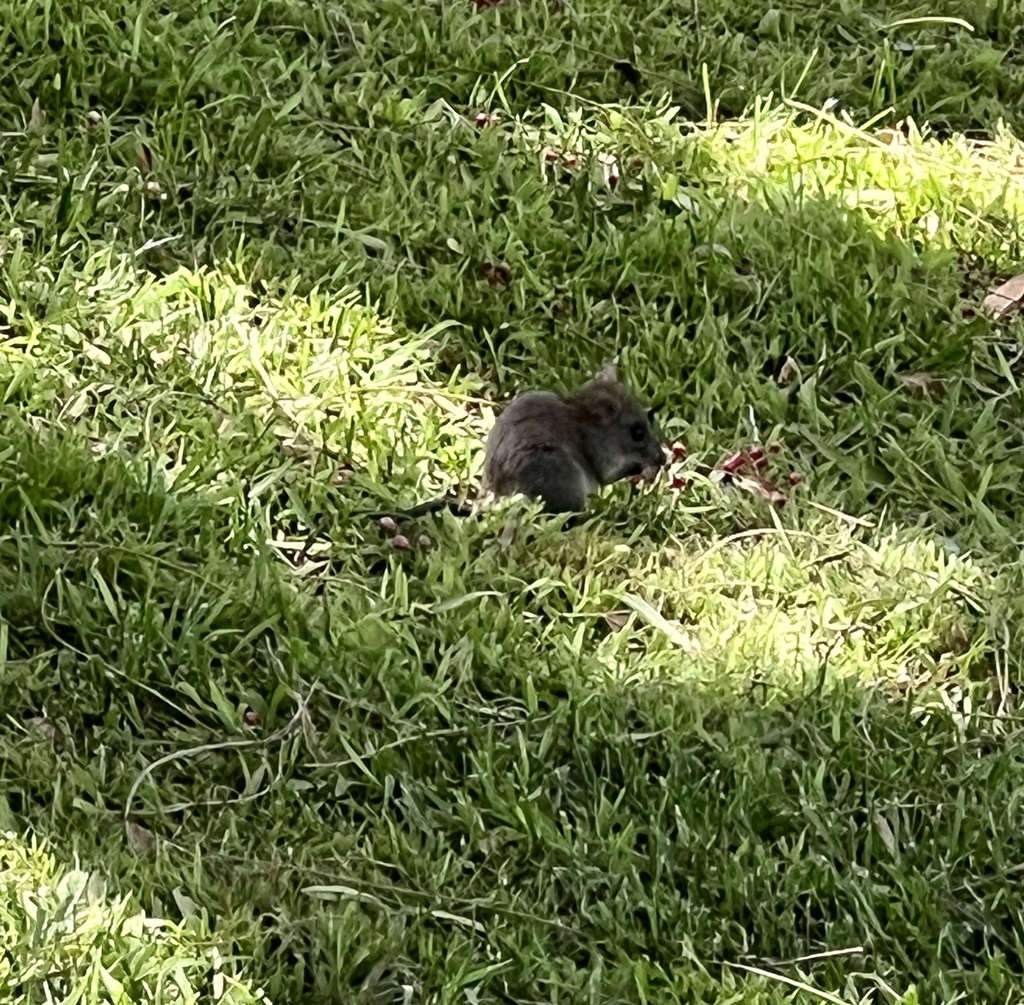 House Mouse from Prospect Rd, San Jose, CA, US on June 19, 2022 at 01: ...