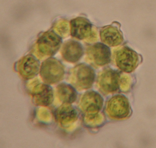 Coelastrum pulchrum · NaturaLista Colombia