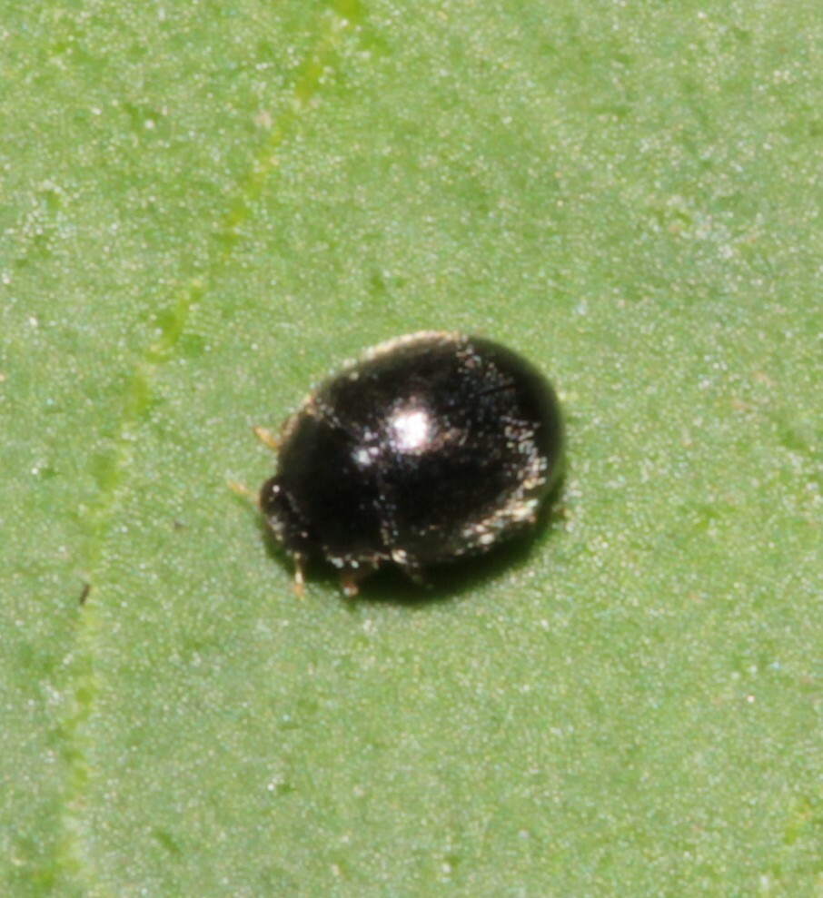 Stethorus pusillus (Herbst, 1797)