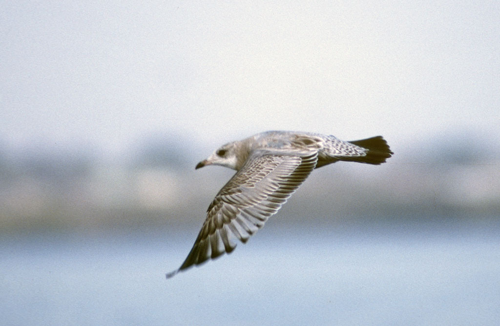 Short-billed Gull from Calaveras Lake, San Antonio, Texas on December ...