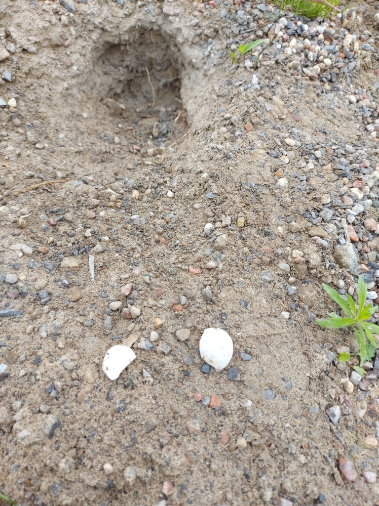 Common Snapping Turtle from Lanark, CA-ON, CA on June 21, 2022 at 11:43 ...