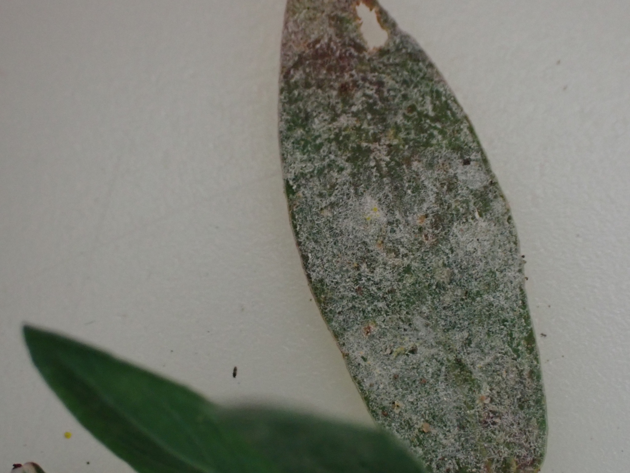 Erysiphe polygoni DC.