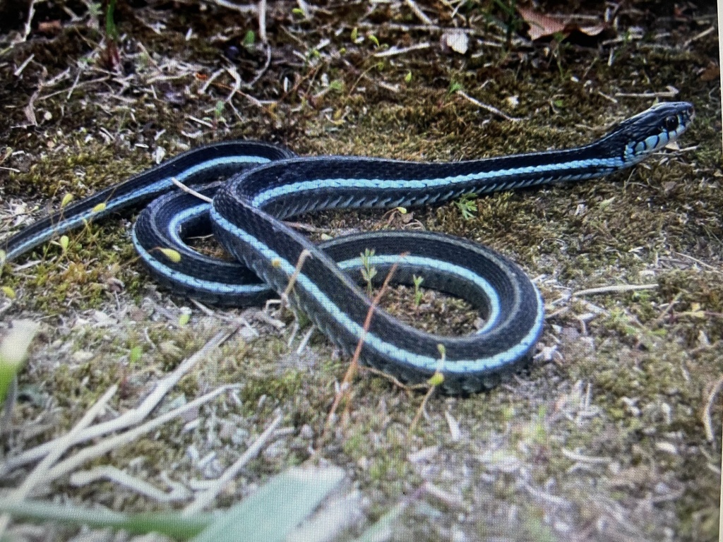 Bluestripe Garter Snake from Lamont, FL, US on March 20, 2015 at 10:00 ...