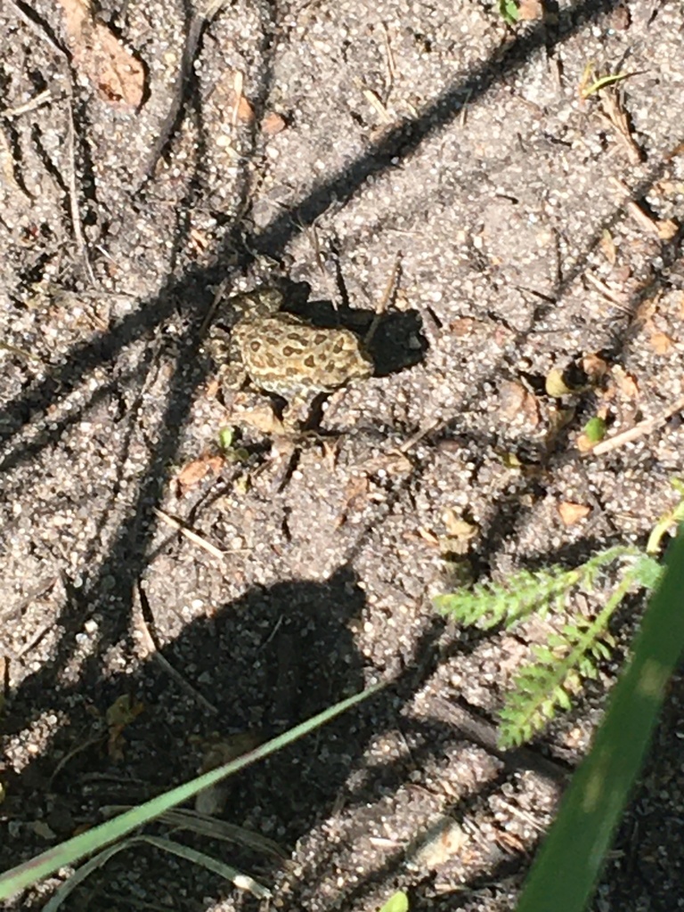 American Toad from Scott County, MN, USA on June 21, 2022 at 11:39 AM ...