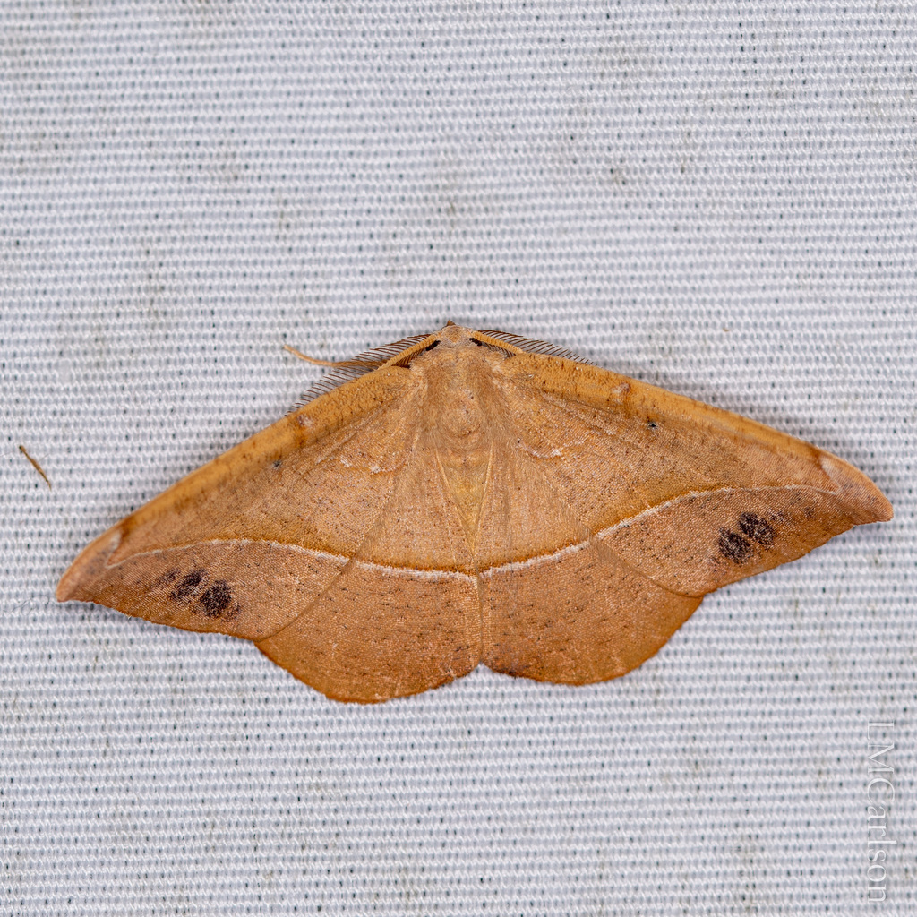 Juniper Geometer Moth from NC-119, Leasburg, NC 27291, USA on June 20 ...