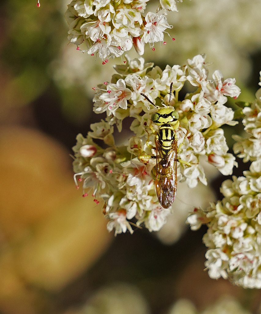Beewolves from Yorba Linda, CA, USA on June 20, 2022 at 12:54 PM by ...