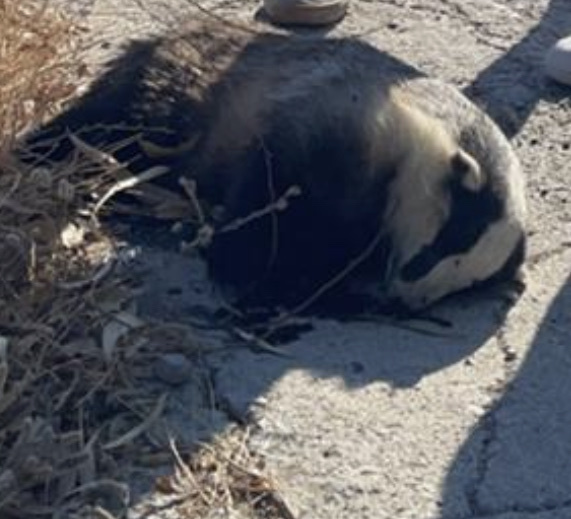 Cretan and Rhodes Badger from Rhodos, Lindos, Dodekanes, GR on June 21 ...