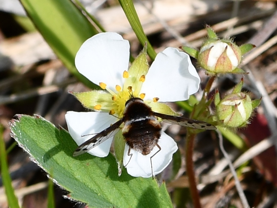 Pygmy Bee Fly from Jefferson County, NY, USA on May 12, 2022 at 09:46 ...