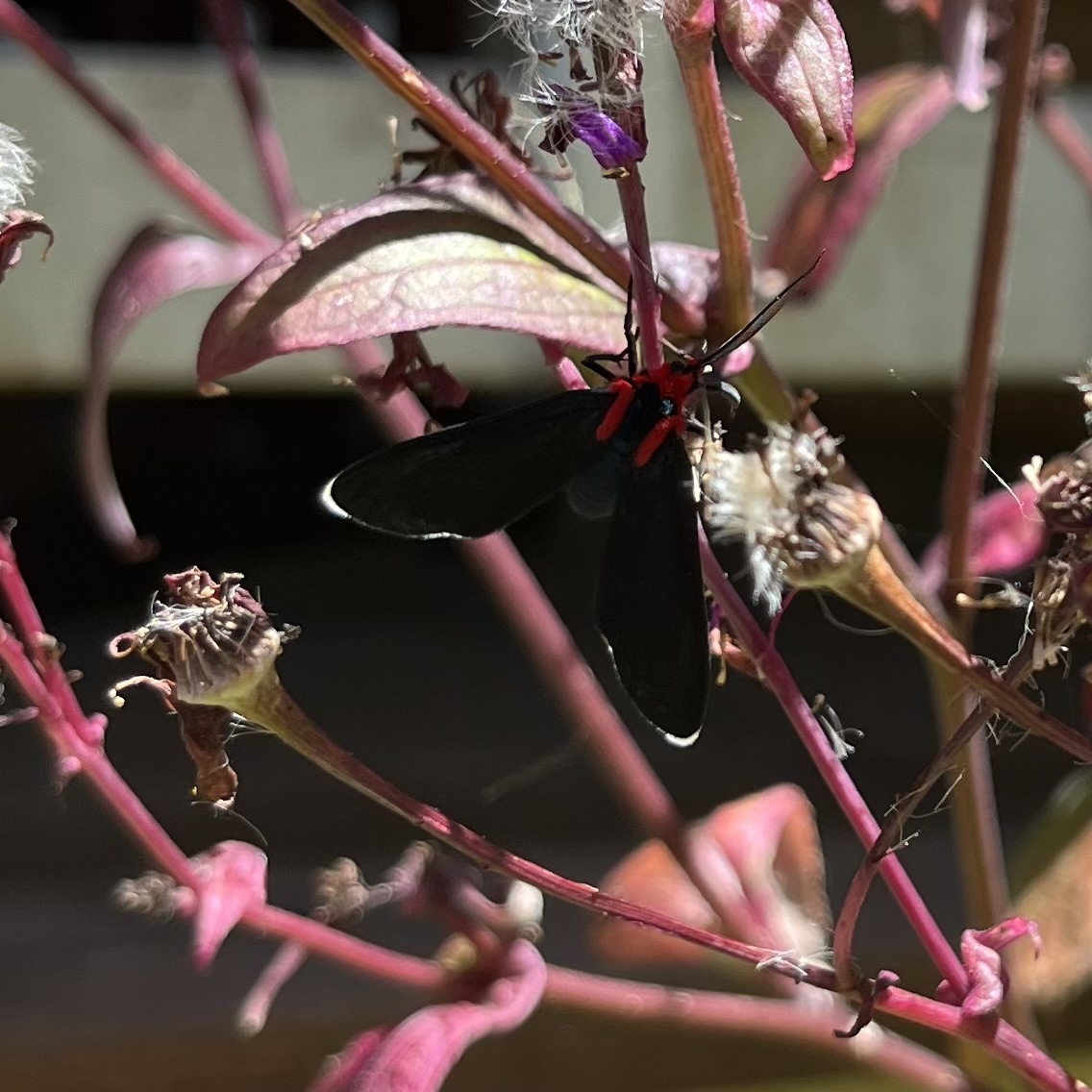 Ctenucha rubroscapus Ménétriés, 1857