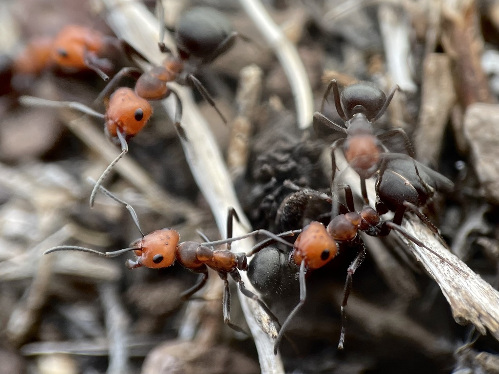 integra-group Field Ants in June 2022 by Christian Schwarz · iNaturalist