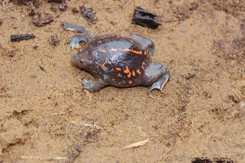 Mexican Burrowing Toad in November 2014 by Juan Cruzado Cortés ...