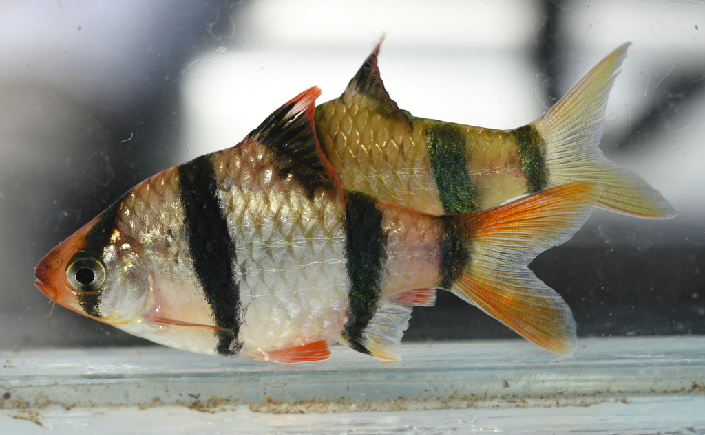 Cyprinids (Cyprinidae) - Marine Life Identification