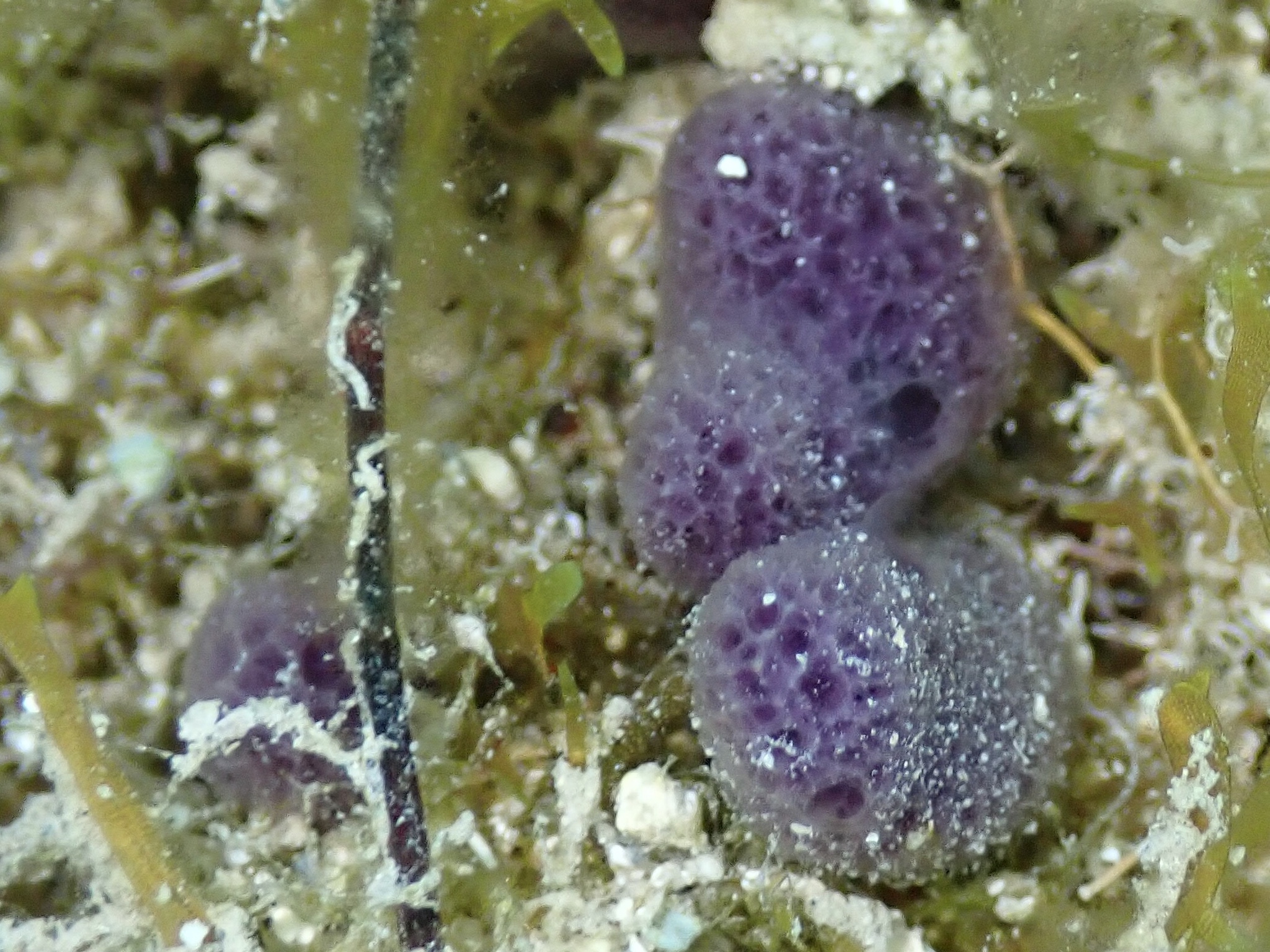 Chalinula molitba (de Laubenfels, 1949)