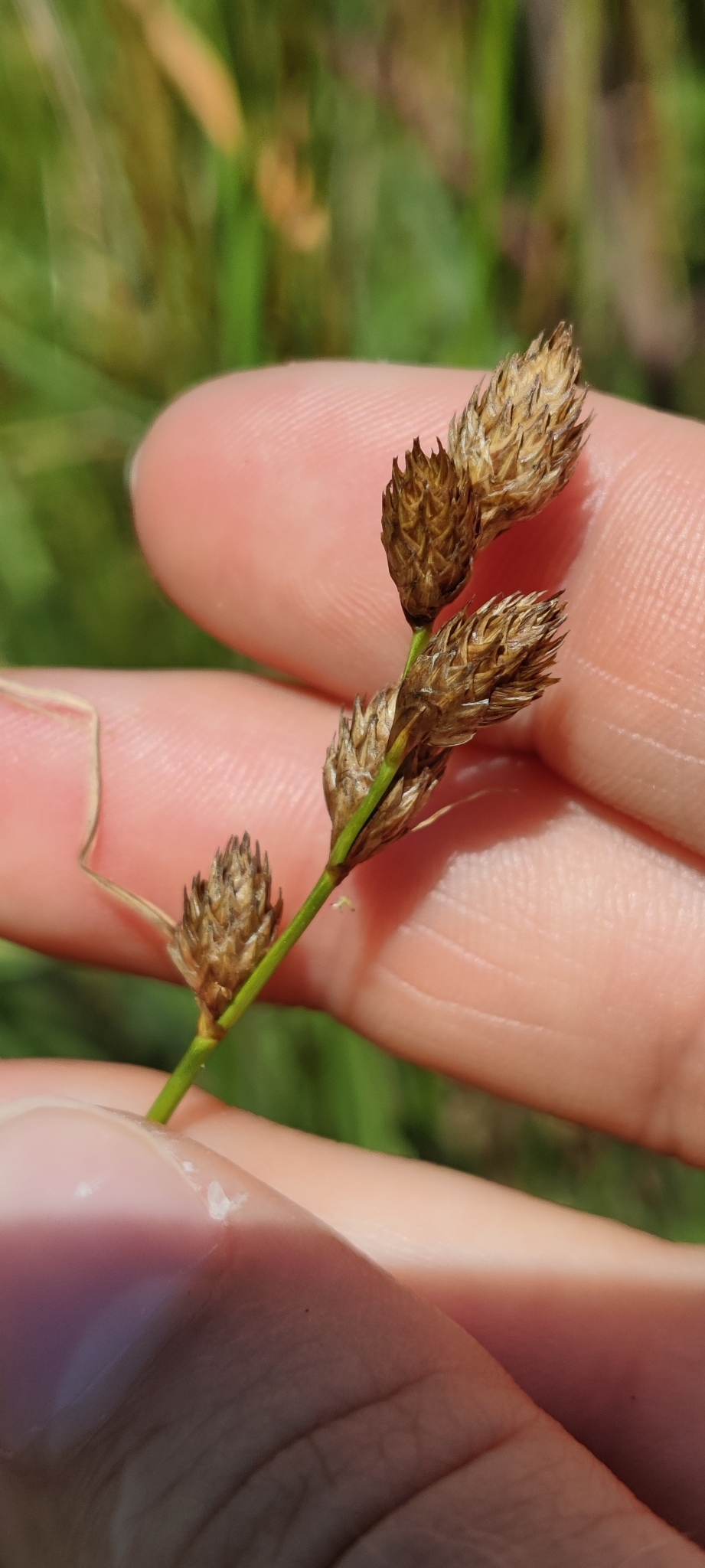 Carex scoparia Schkuhr ex Willd.