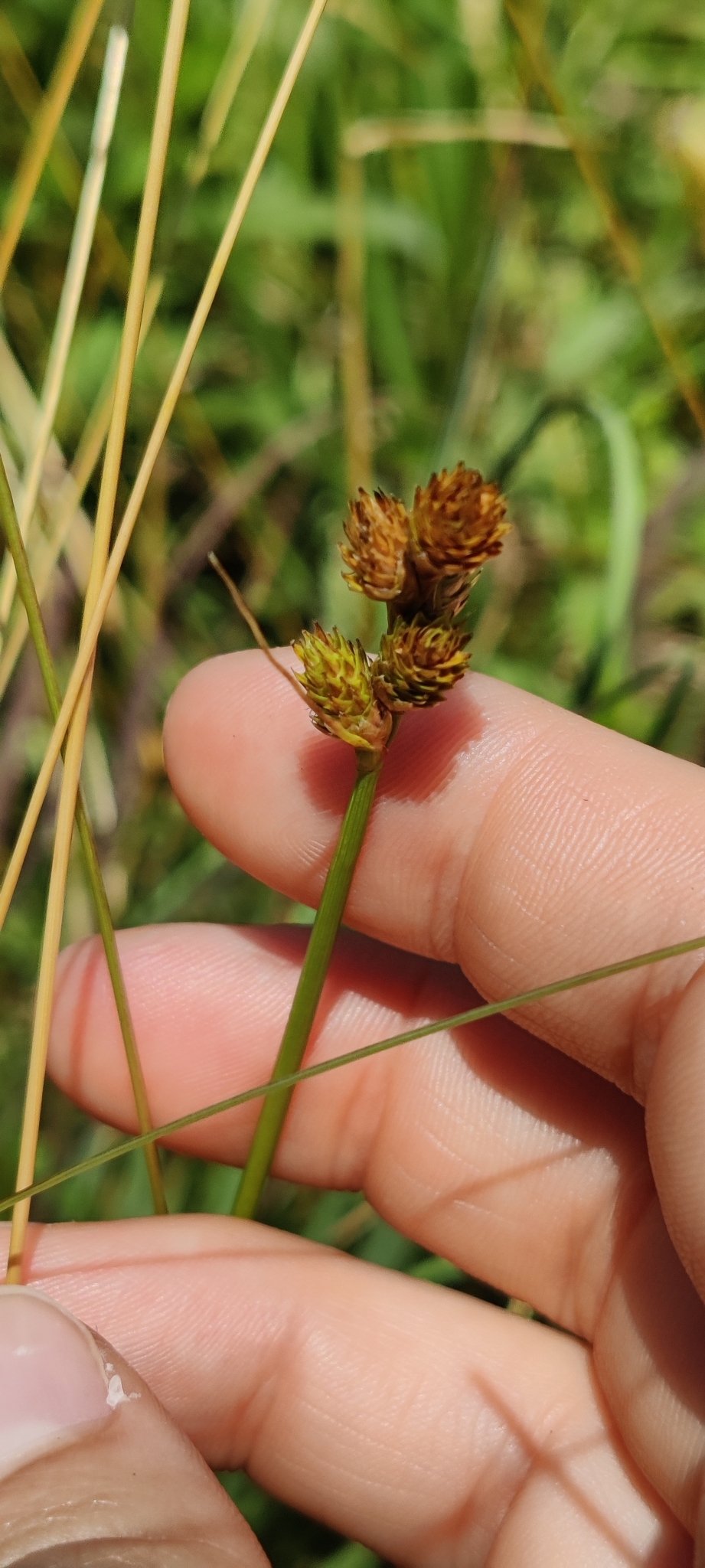 Carex scoparia Schkuhr ex Willd.