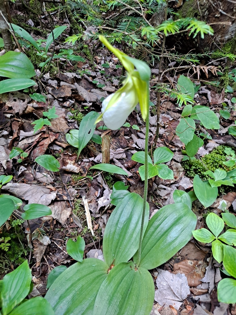 White-flowered Pink Lady's-slipper from Coos County, US-NH, US on June ...