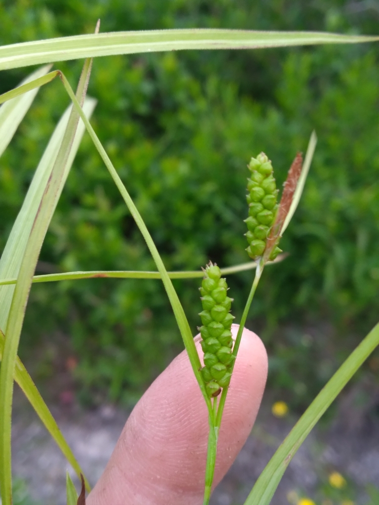 Limestone Meadow sedge in June 2022 by Scott Ward · iNaturalist