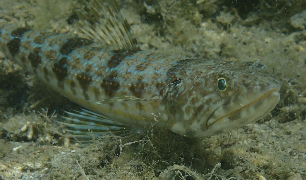 Sand Diver from North Atlantic Ocean, Bermuda, BM on June 21, 2022 at ...