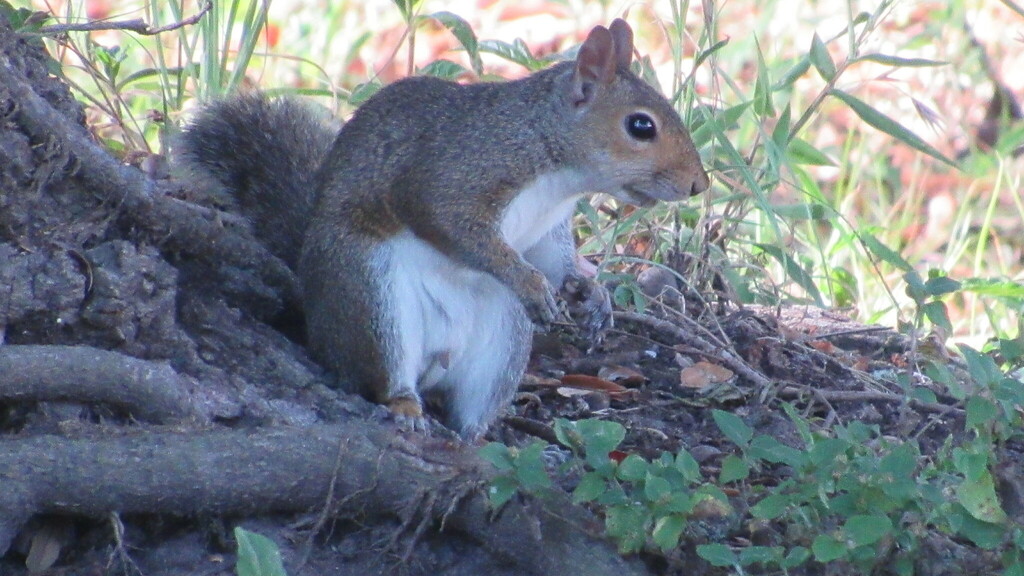 Eastern Gray Squirrel from Welsh, LA 70591, USA on June 20, 2022 at 09: ...