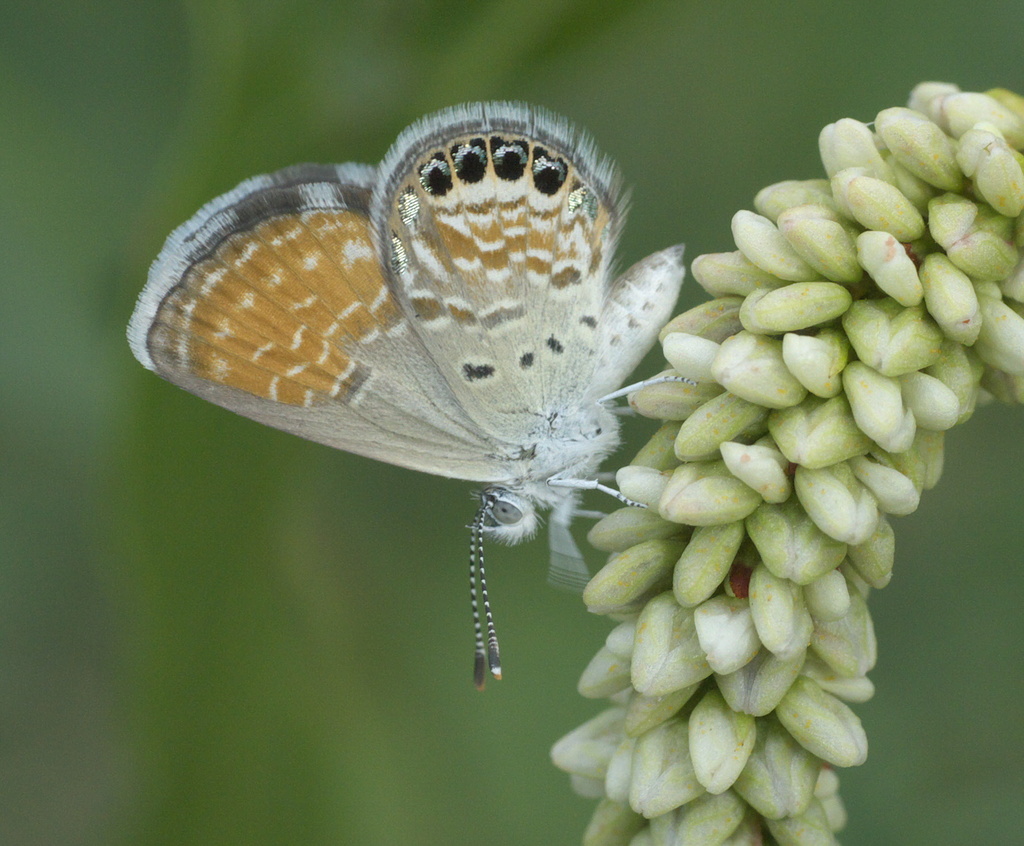 Western Pygmy-Blue (San Antonio Missions National Historical Park ...