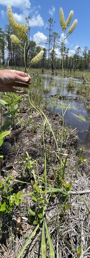 Virginia bunchflower from Crestview, FL, US on June 21, 2022 at 12:38 ...