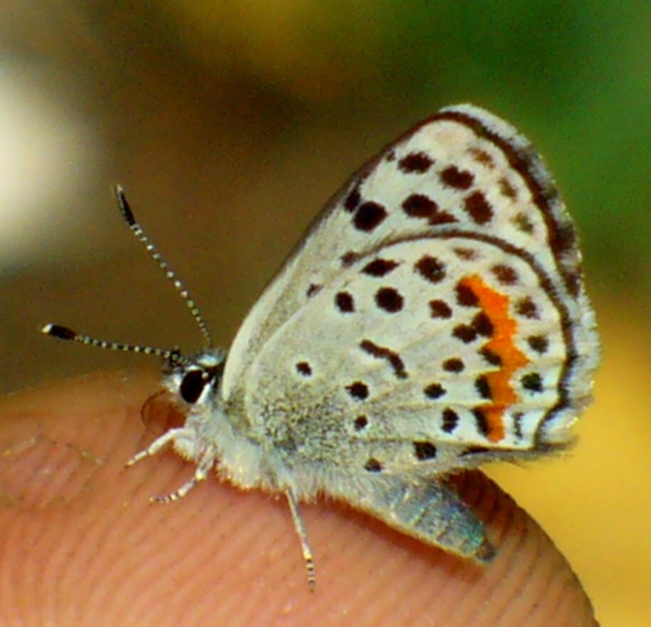 Square-spotted Blue (Yosemite National Park Butterfly Guide 🦋 ...