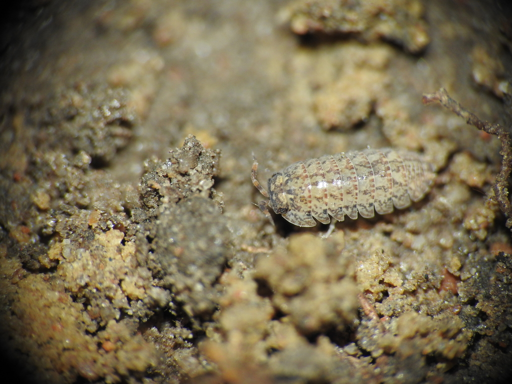 Australian Marmorated Reclined Woodlouse from Talegalla Weir QLD 4650 ...