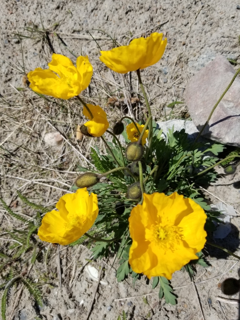 Ice Poppy from Nain, NL, Canada on June 21, 2022 at 01:37 PM by snpwong ...