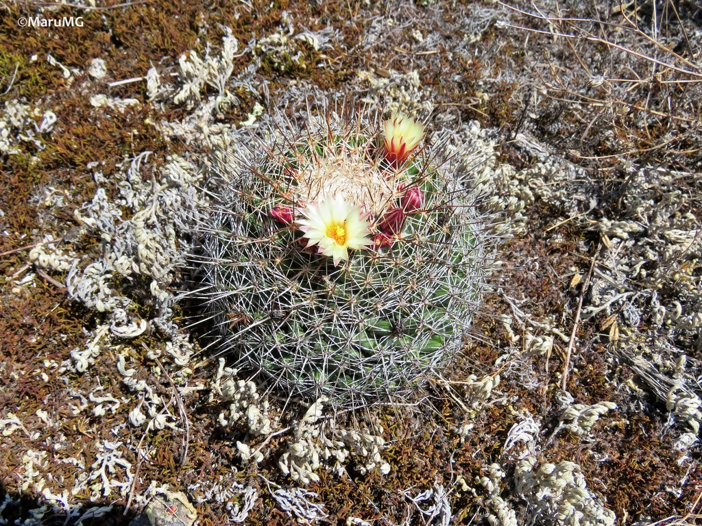 Coryphantha clavata clavata from San Luis de la Paz, Gto., México on ...
