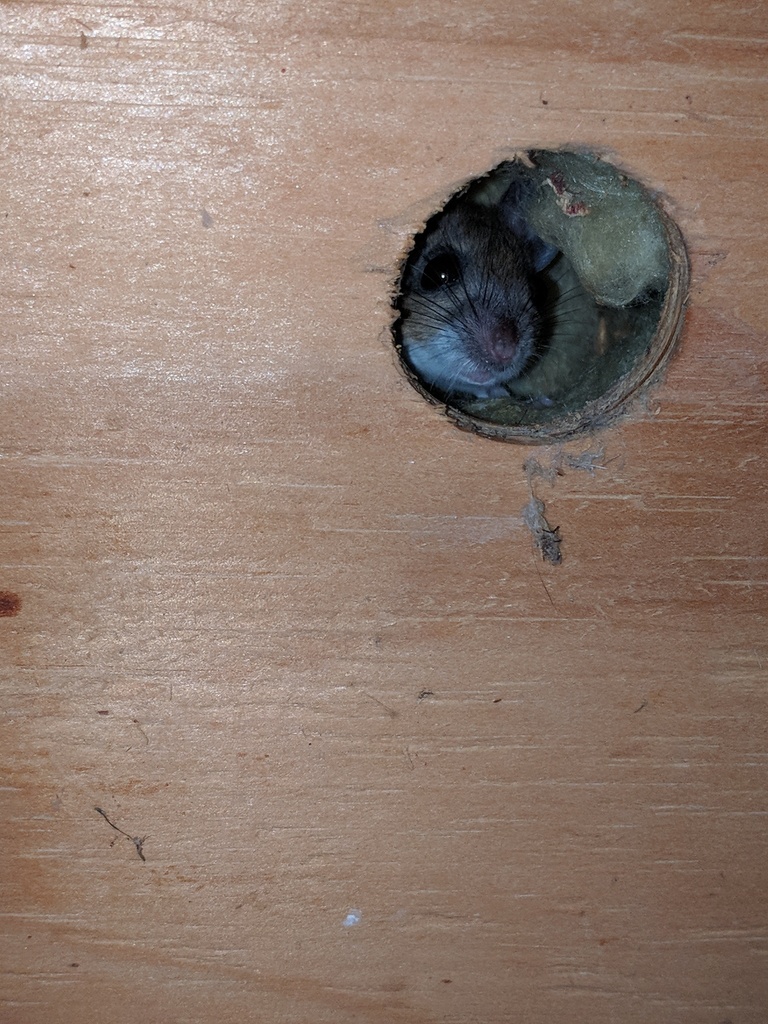 Cotton Mouse from Marion County, FL, USA on July 4, 2018 at 09:05 PM by ...