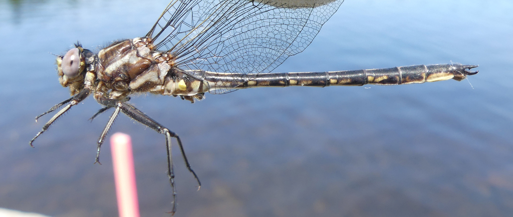 Dusky Clubtail from Lac des Roches, Beauport, Quartier 5-1, Québec, QC ...