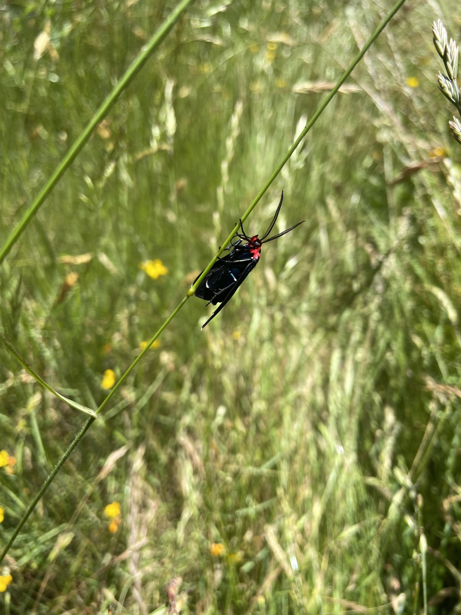 Ctenucha rubroscapus Ménétriés, 1857