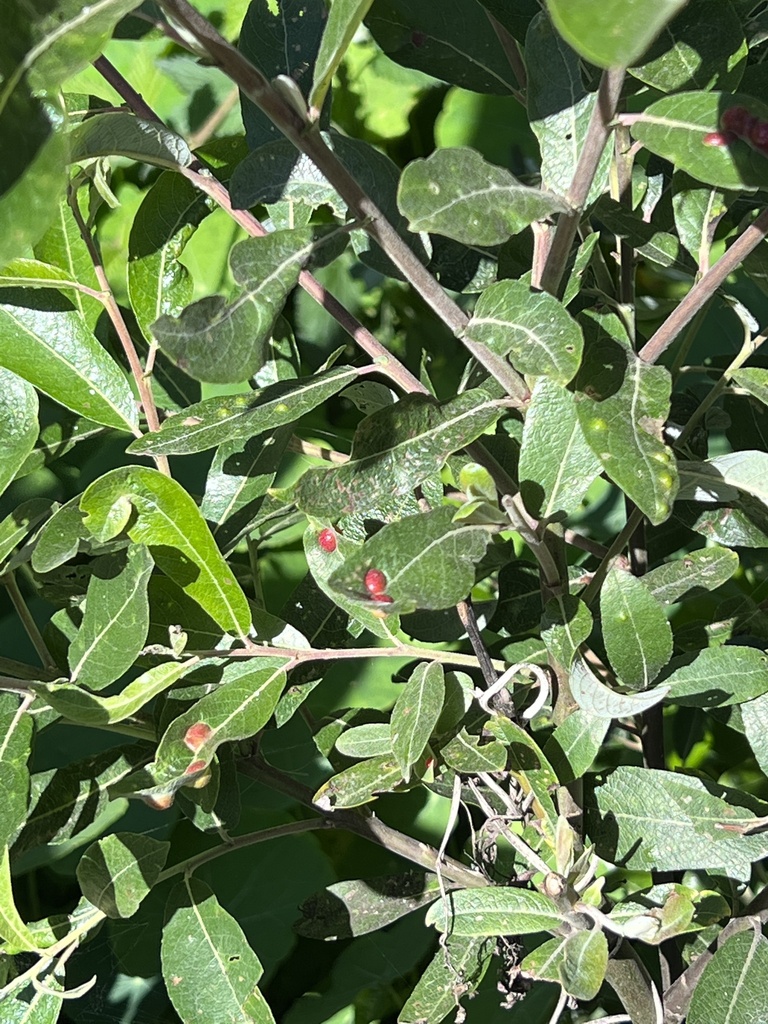 Willow Apple Gall Sawfly from Fitzgerald Marine Reserve, Moss Beach, CA ...