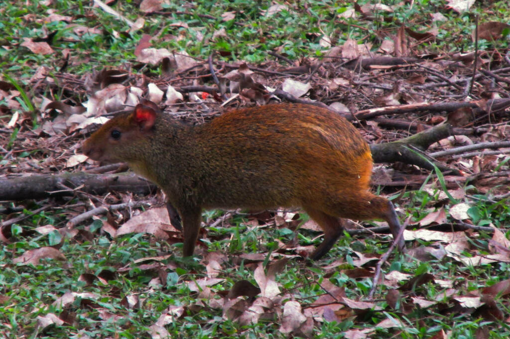 Red-rumped Agouti from Parque Ecológico do Tietê, SP on June 21, 2022 ...