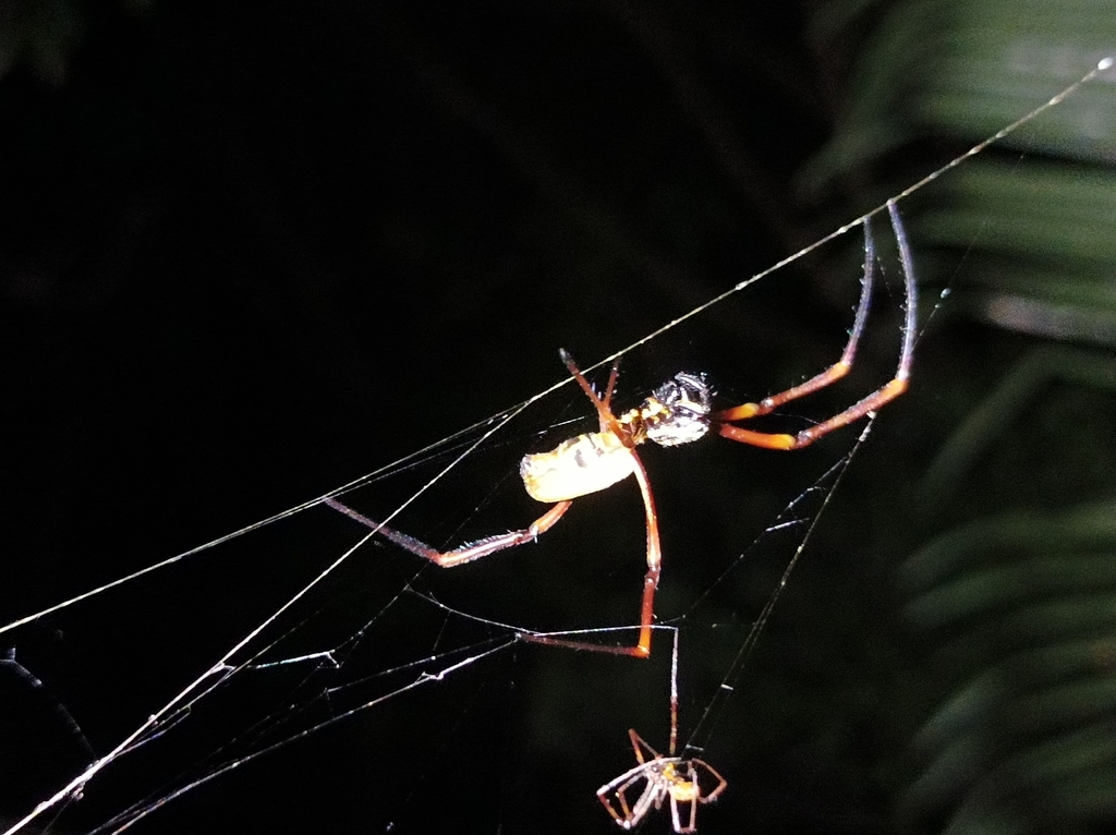 Tiger Spider from B.P. 12, Lowanatom, Vanuatu on June 21, 2022 at 09:27 ...