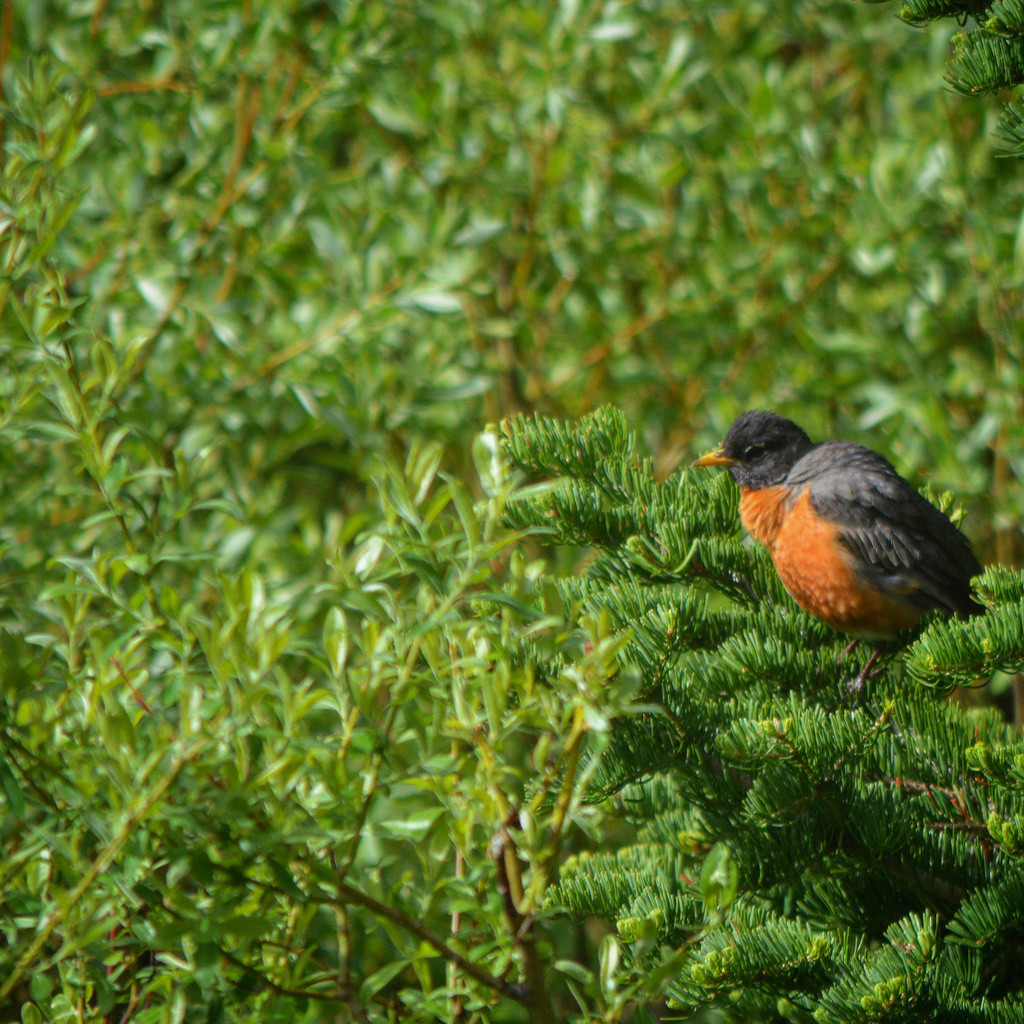 American Robin from Grand Teton National Park, Jackson, WY, US on June ...