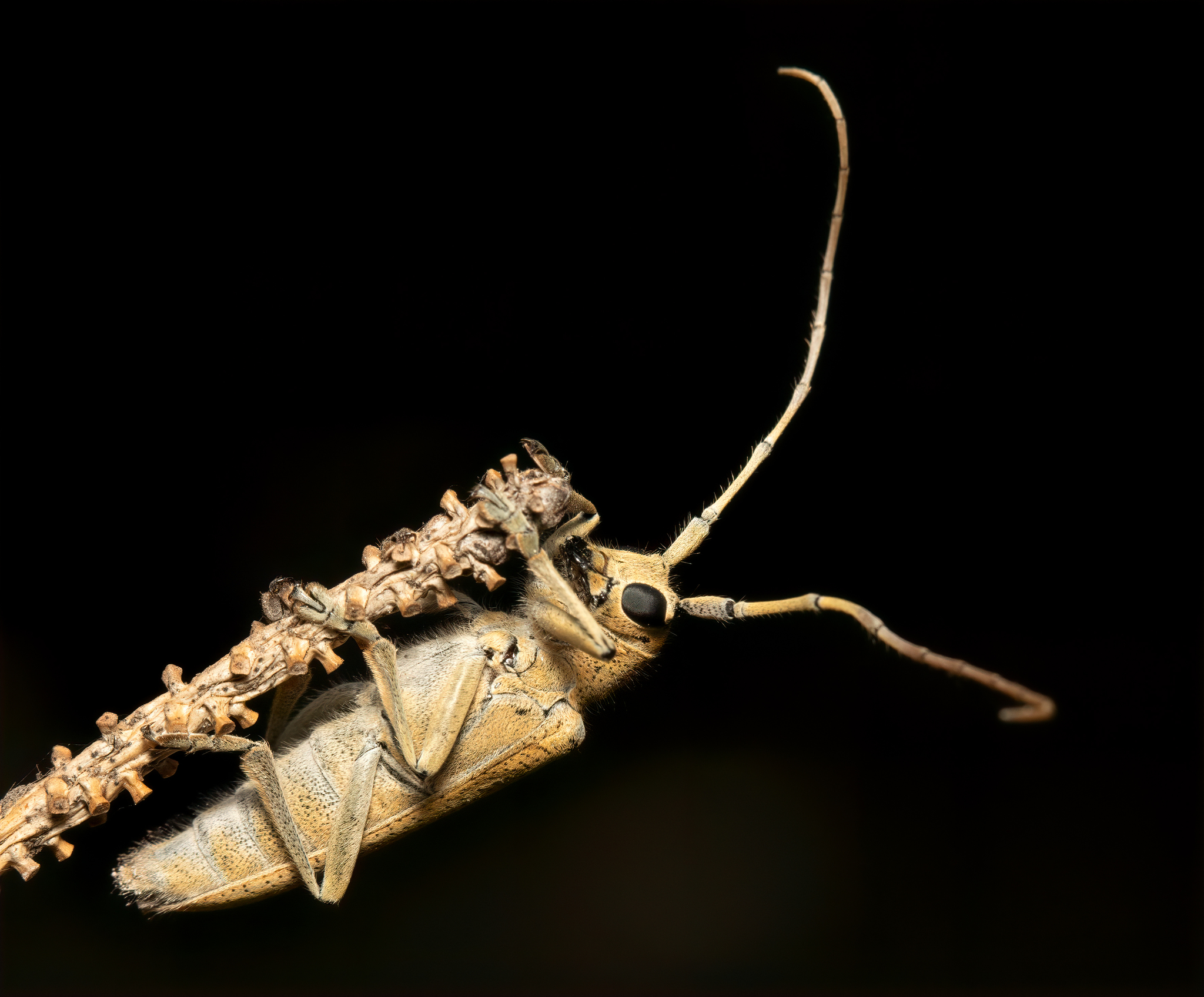 Saperda calcarata Say, 1824