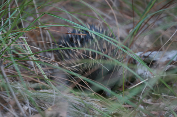 Short-beaked Echidna from Magnetic Island, Australia on May 31, 2007 by ...
