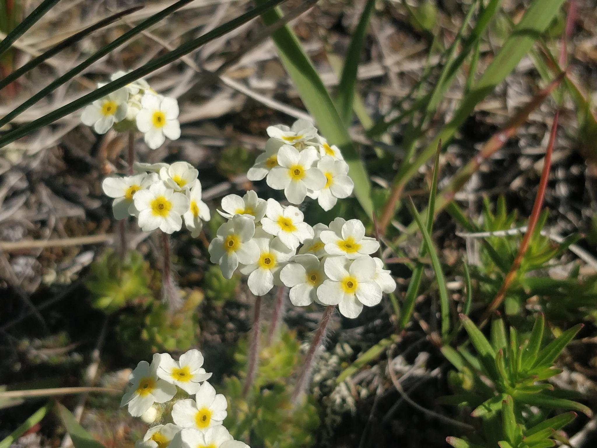 Androsace lehmanniana Spreng.