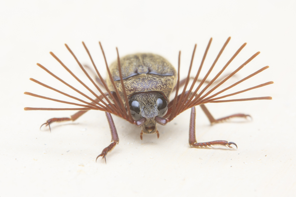 Callirhipis (Insectos Papa´s Place) · iNaturalist