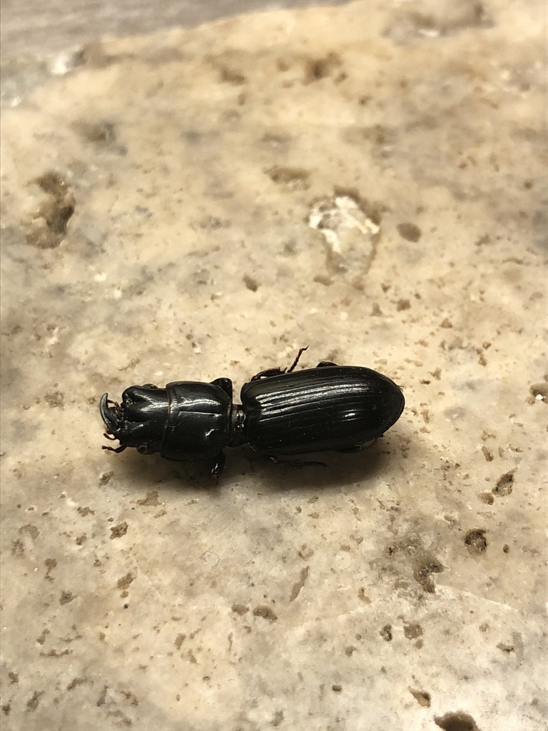 Big-headed Ground Beetle from City West Pkwy, Eden Prairie, MN, US on ...