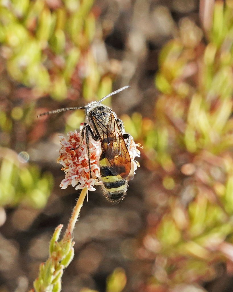 Toltec Scoliid Wasp from Santa Ana River, Anaheim, CA, USA on June 18 ...