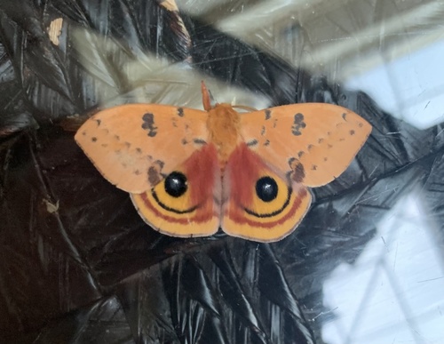 (Automeris io subsp. draudtiana)