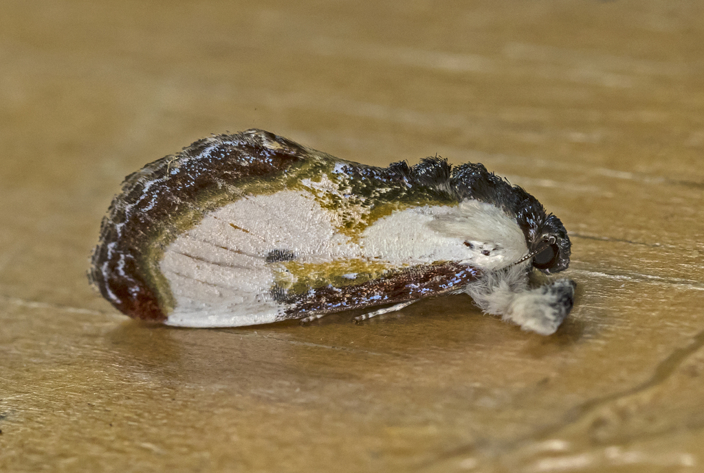 Beautiful Wood-nymph from 7130 Marshy Point Rd, Middle River, MD 21220 ...