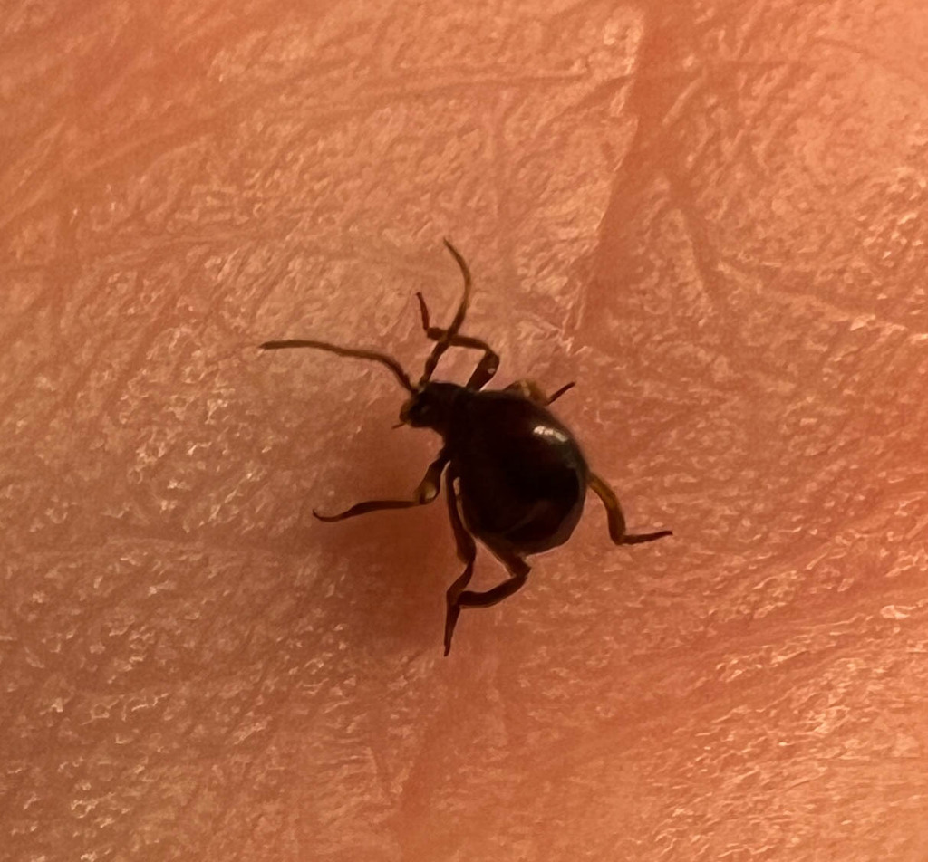 Smooth Spider Beetle in June 2022 by Carrie Seltzer. Attracted to ...