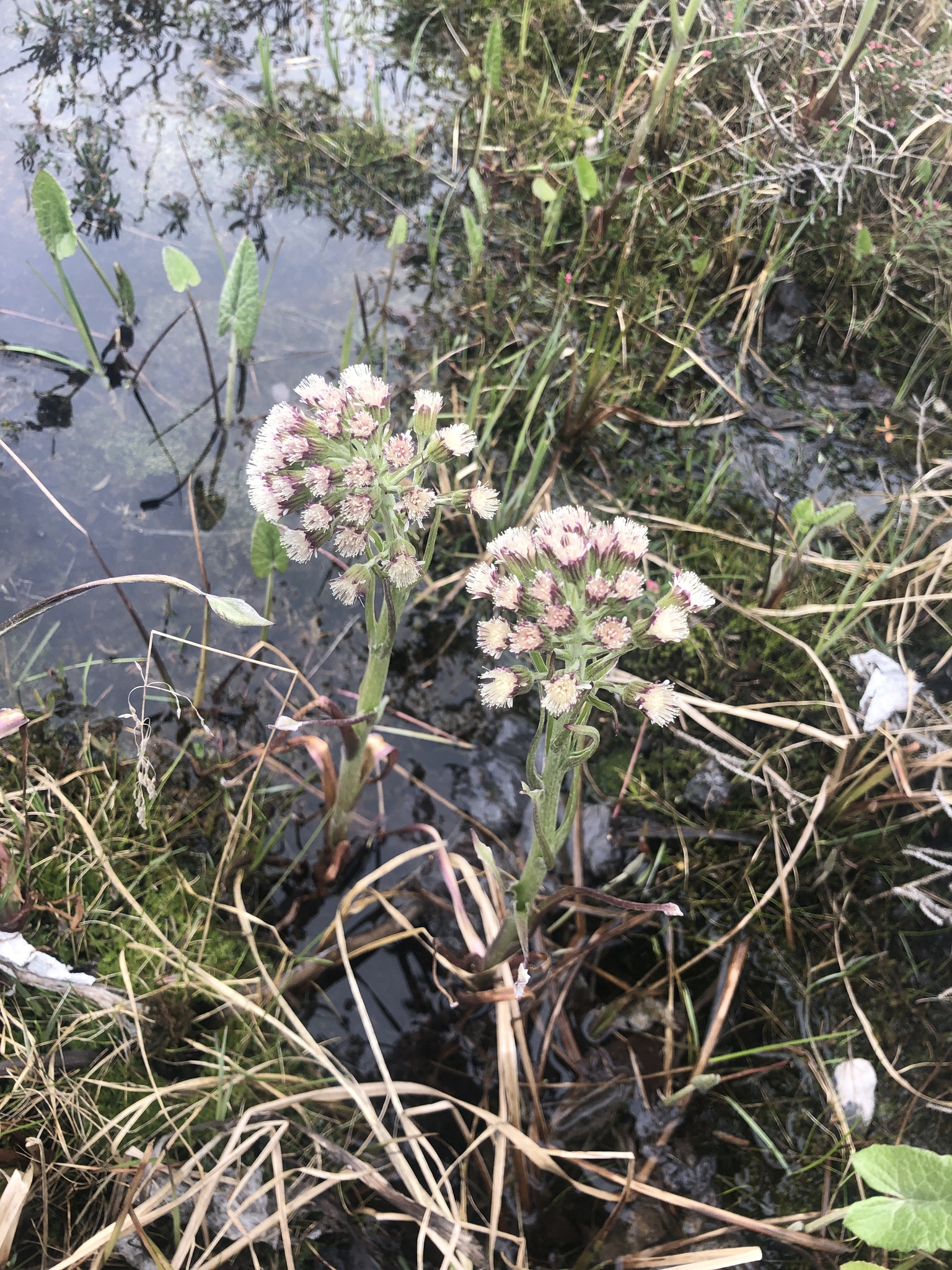 Petasites frigidus var. sagittatus (Banks ex Pursh) Chern.