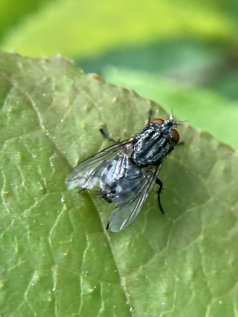 Calyptrate Flies from High Rock, Needham, MA, US on June 21, 2022 at 03 ...