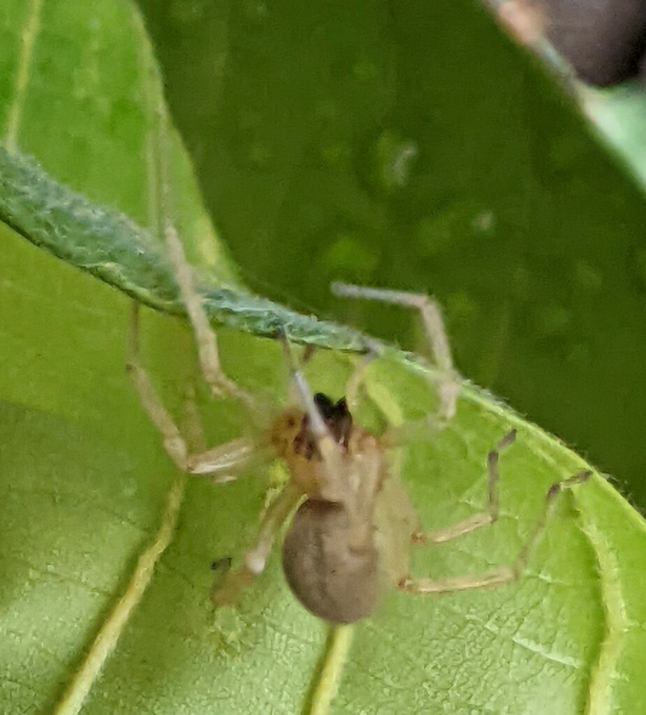 Northern Yellow Sac Spider from Corona, CA, USA on June 21, 2022 at 10: ...